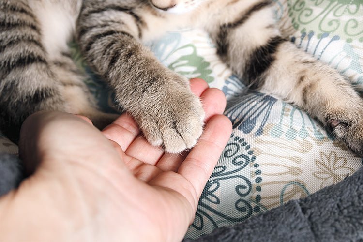 7 Meaningful Ways to Help Cats This International Cat Day – Meowant