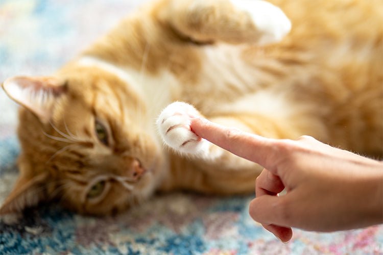 Smart Cat Devices: Keep Your Cat Healthy & Happy Alone – Meowant