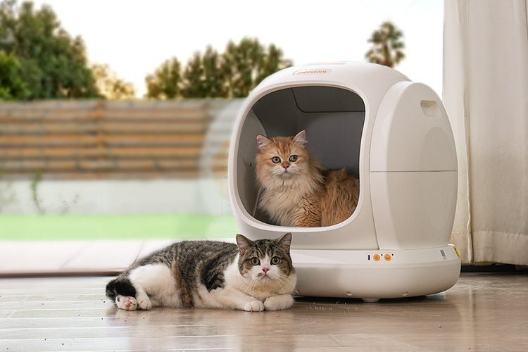 Automatic Litter Box: Open vs. Closed for Your Cat? – Meowant